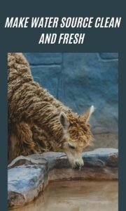 What Do Llamas Eat? A Guide to Their Diet and Treats