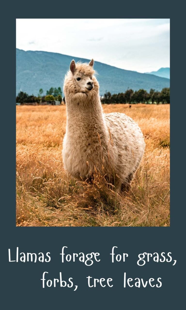 What Do Llamas Eat? A Guide to Their Diet and Treats