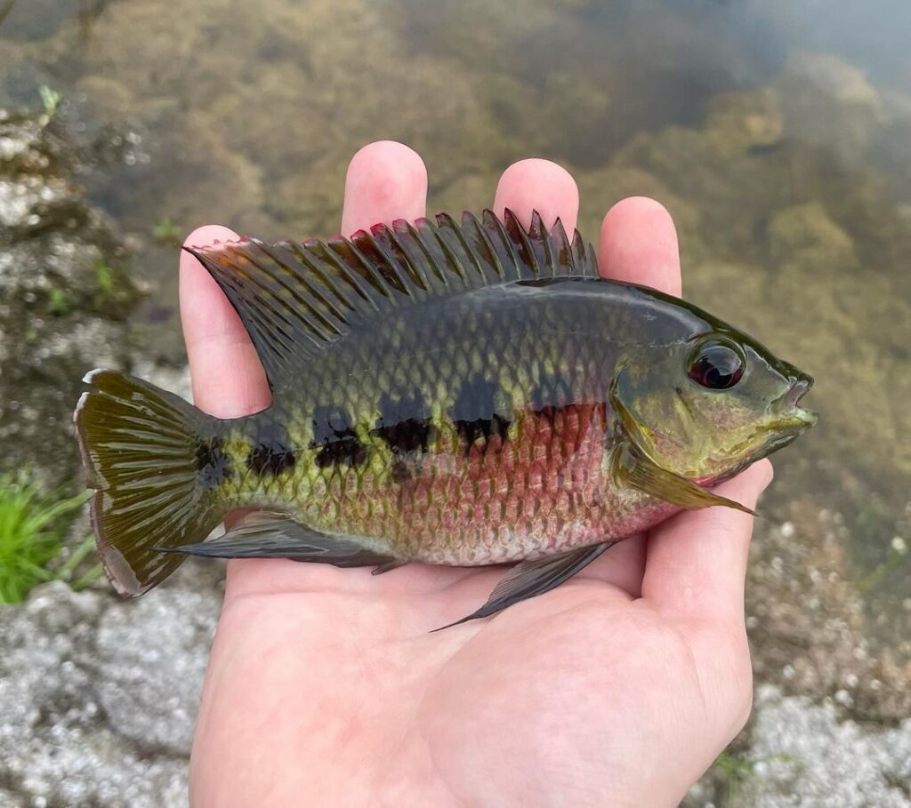 15 Best Fish for Home Farming: An Ultimate Homesteader's Guide