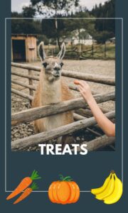 What Do Llamas Eat? A Guide to Their Diet and Treats