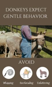 How to Train a Donkey: A Master Guide for Beginners