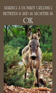 How to Train a Donkey: A Master Guide for Beginners