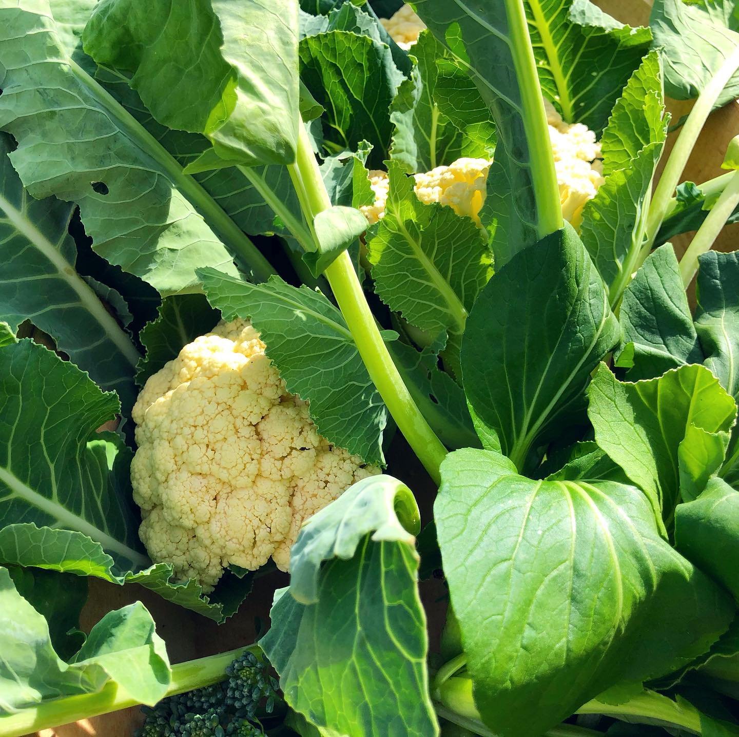 How to Grow Cauliflower from Seeds: Step-by-Step Guide