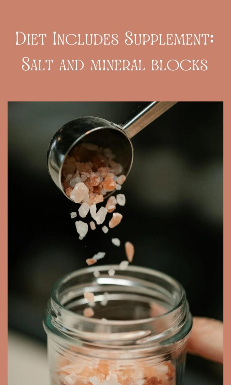 What Do Llamas Eat? A Guide to Their Diet and Treats