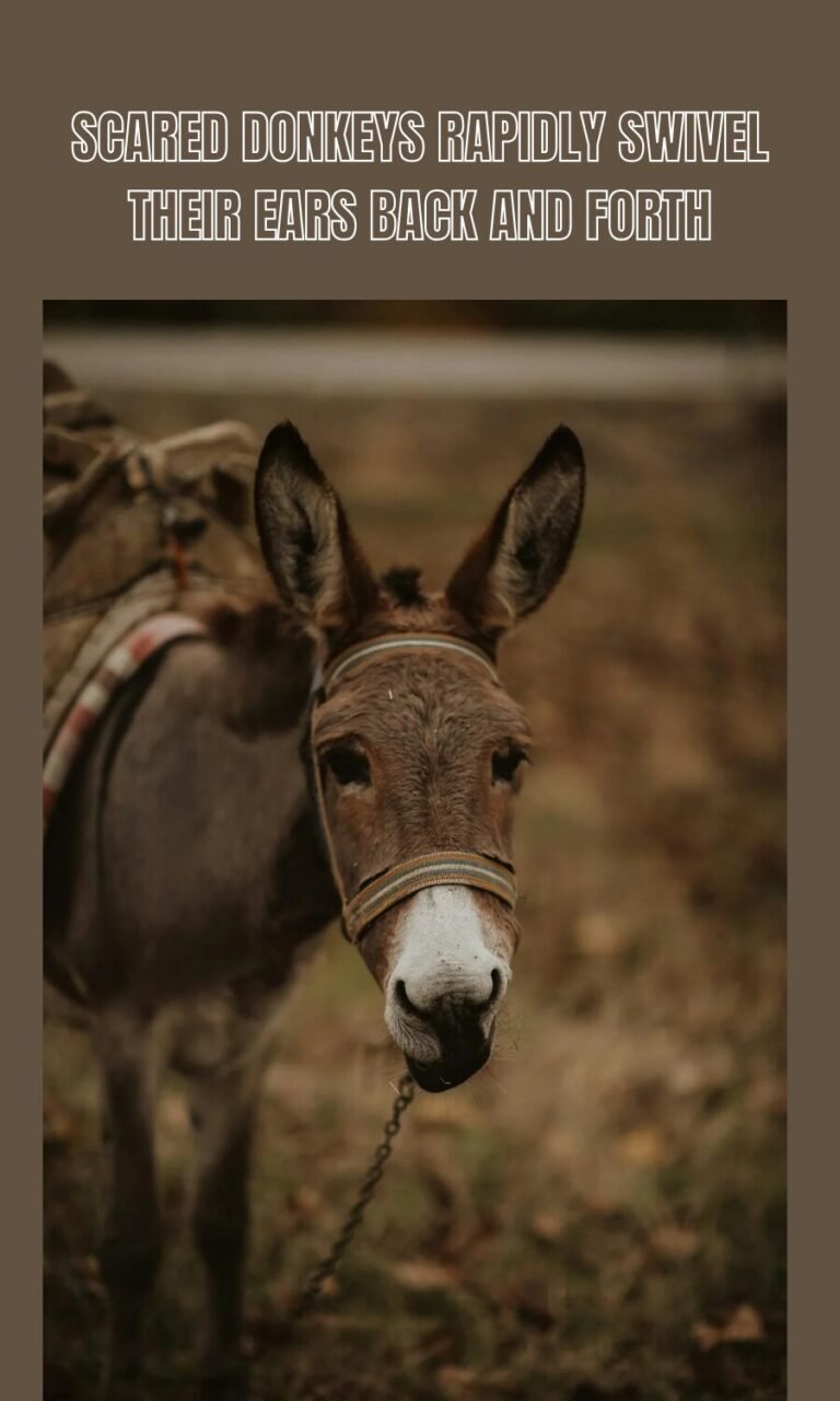 How to Train a Donkey: A Master Guide for Beginners
