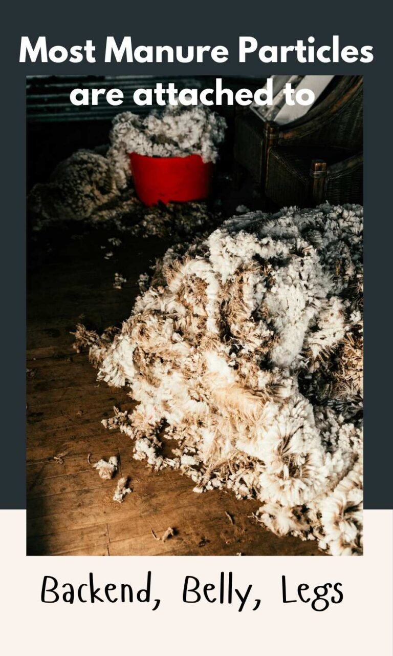 A Step-by-Step Guide to Processing Sheep Wool at Home