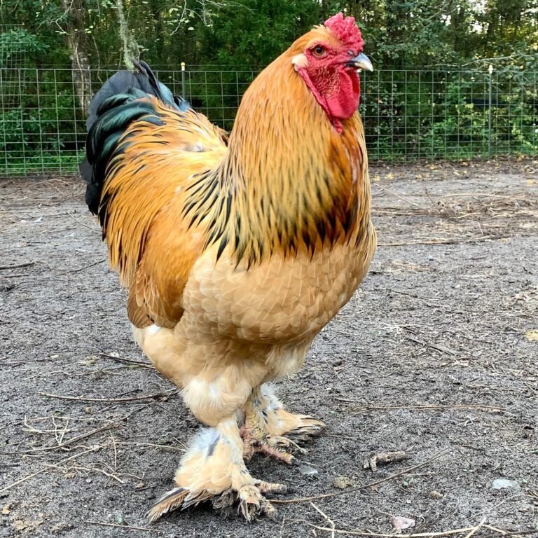 Top 25 Yellow Chicken Breeds for Eggs, Meat and Decoration