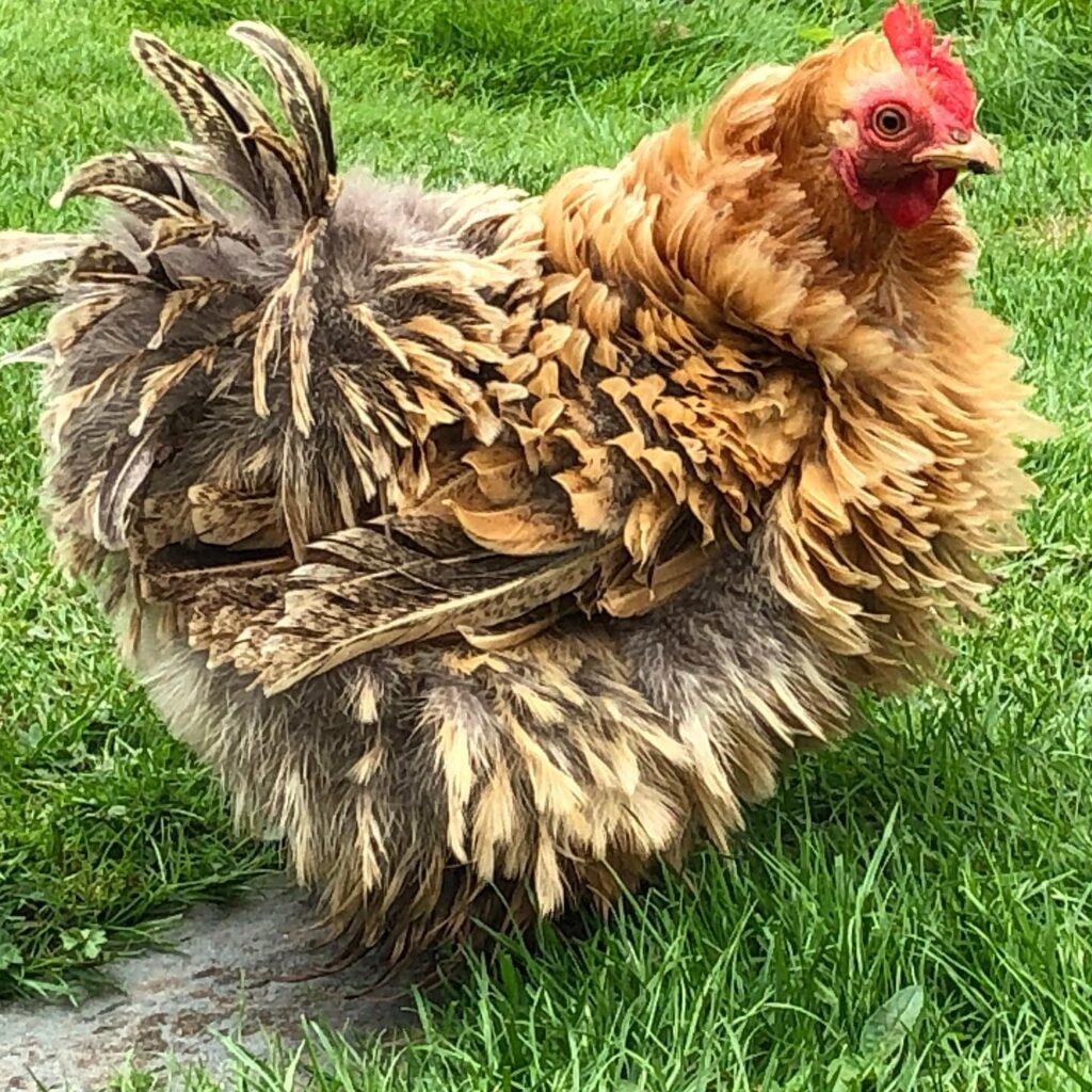 Top 25 Yellow Chicken Breeds for Eggs, Meat and Decoration