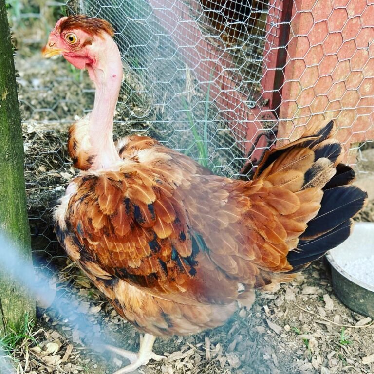 Top 25 Yellow Chicken Breeds for Eggs, Meat and Decoration