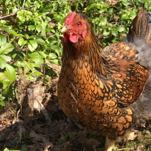 Top 25 Yellow Chicken Breeds for Eggs, Meat and Decoration