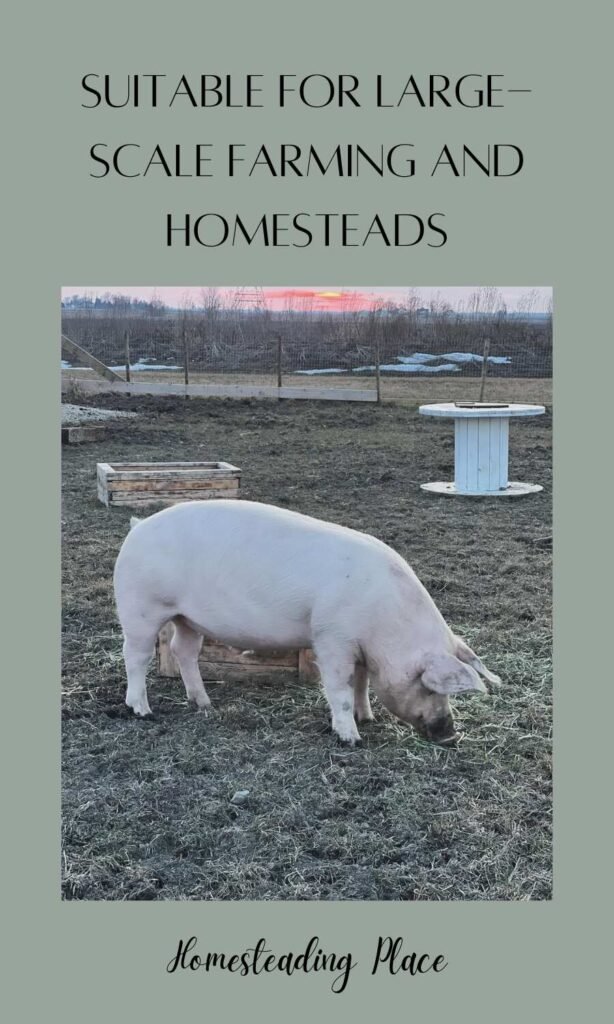 15 Best Meat Pigs To Raise for High-Quality Pork