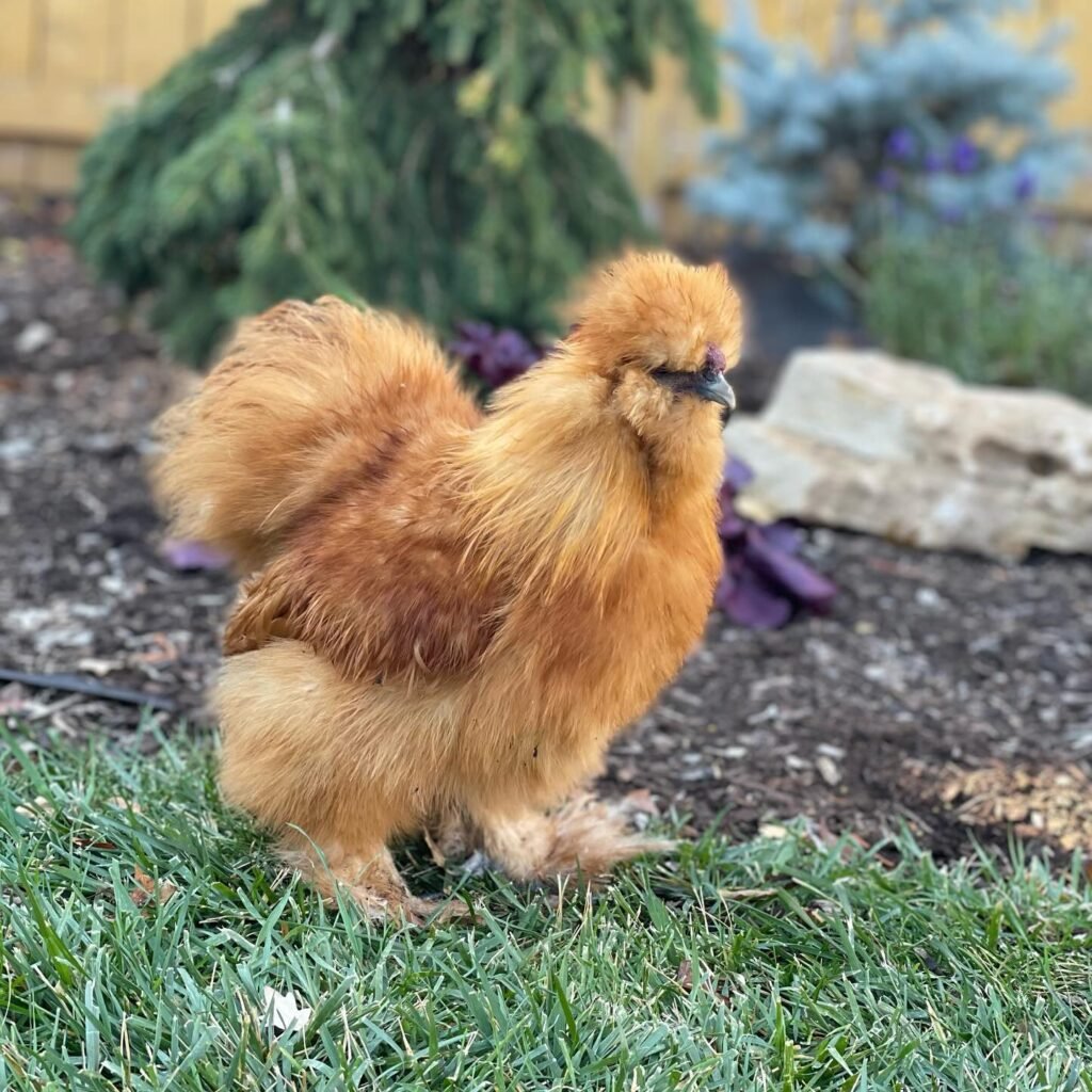 Top 25 Yellow Chicken Breeds for Eggs, Meat and Decoration
