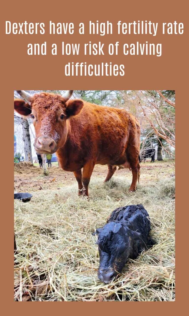 10+ Dexter Cattle Advantages and Disadvantages