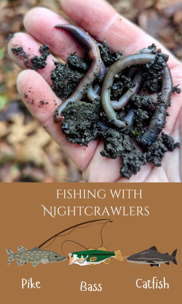 Red Worms vs Nightcrawlers for Fishing: Which One is Best?
