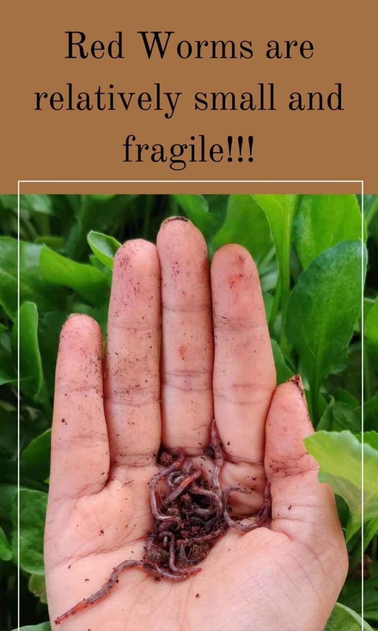 Red Worms vs Nightcrawlers for Fishing: Which One is Best?