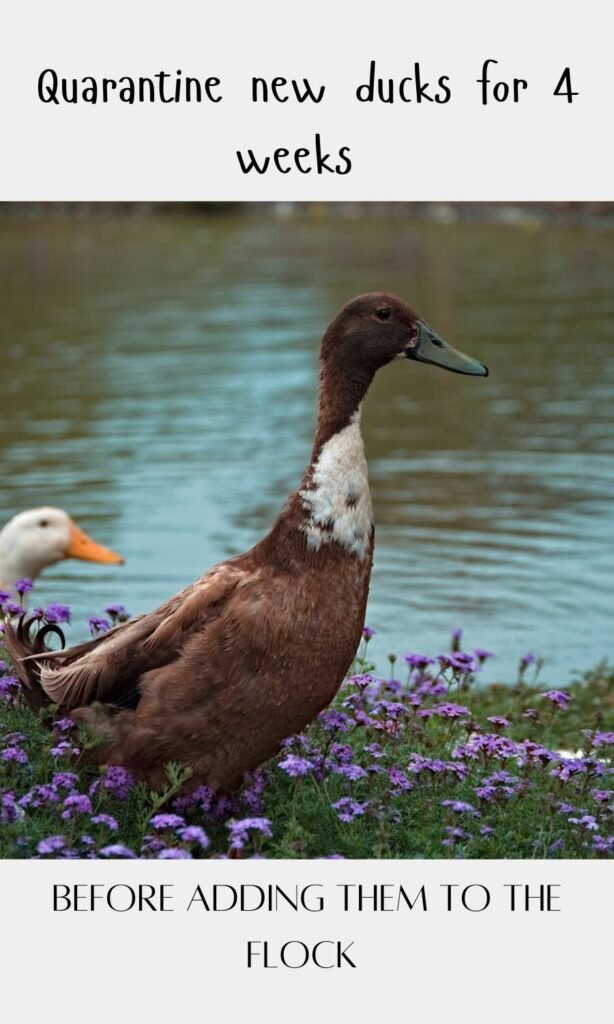 How Long do Indian Runner Ducks Live? Way to Extend Lifespan