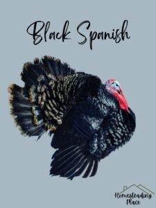 15 Best Turkey Breeds for Meat That You Need To Know