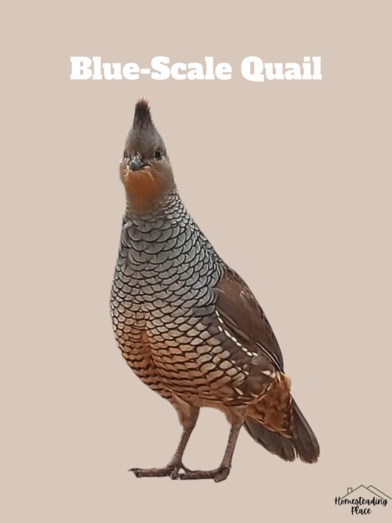 17 Best Quails for Meat and Eggs to Raise (with Pictures)