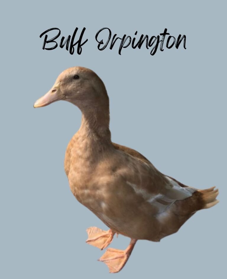 20 Best Types of Farm Ducks for Meat, Eggs and Decoration