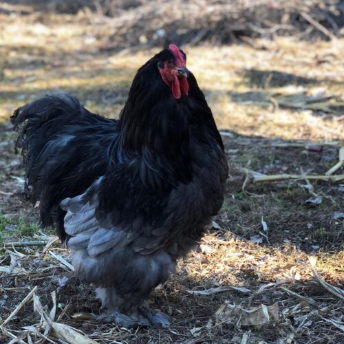 20 Best Broiler Chicken Breeds to Raise for Meat (With Pictures)