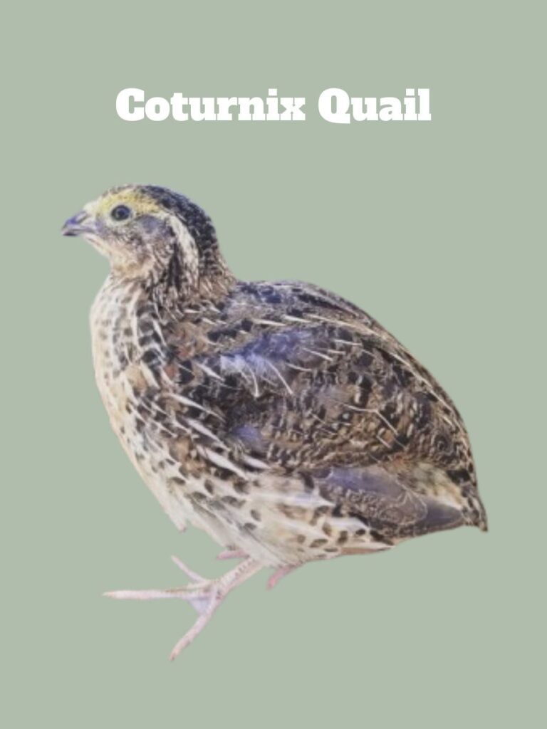 17 Best Quails for Meat and Eggs to Raise (with Pictures)