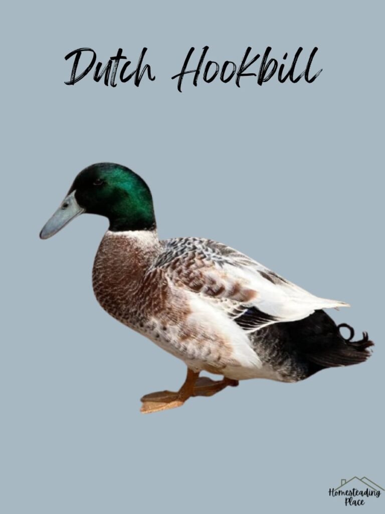 20 Best Types of Farm Ducks for Meat, Eggs and Decoration