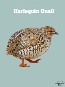 17 Best Quails for Meat and Eggs to Raise (with Pictures)
