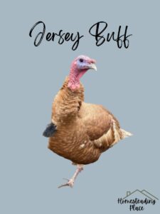 15 Best Turkey Breeds for Meat That You Need To Know