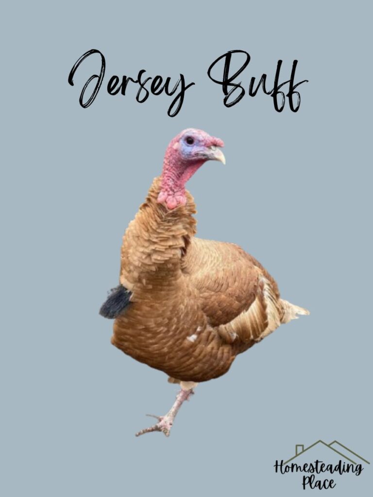 15 Best Turkey Breeds for Meat That You Need To Know