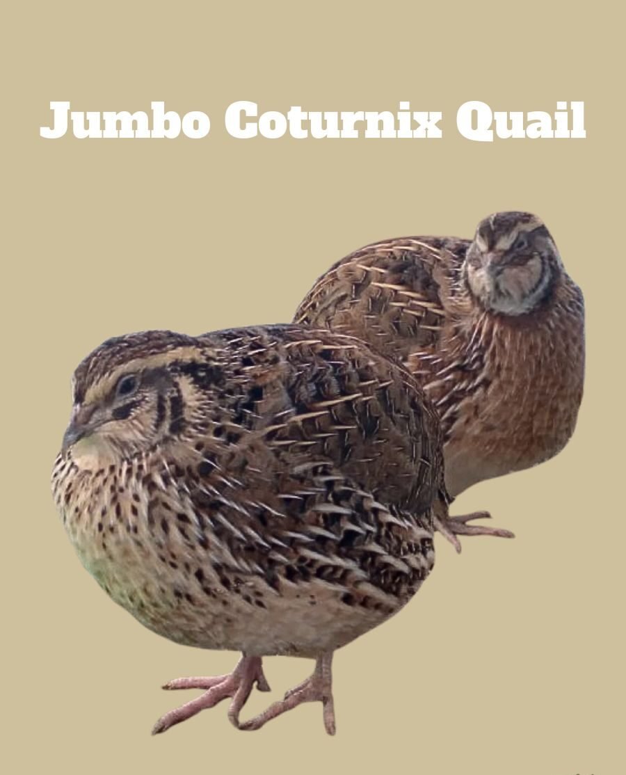 17 Best Quails for Meat and Eggs to Raise (with Pictures)