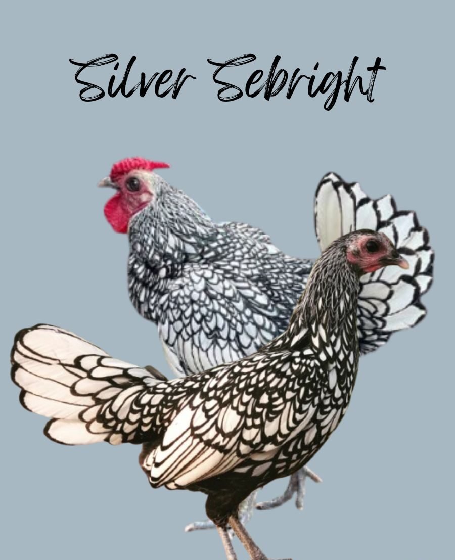 35+ Best White and Black Chicken Breeds (With Pictures)