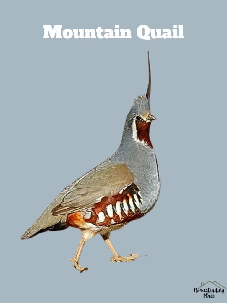 17 Best Quails for Meat and Eggs to Raise (with Pictures)