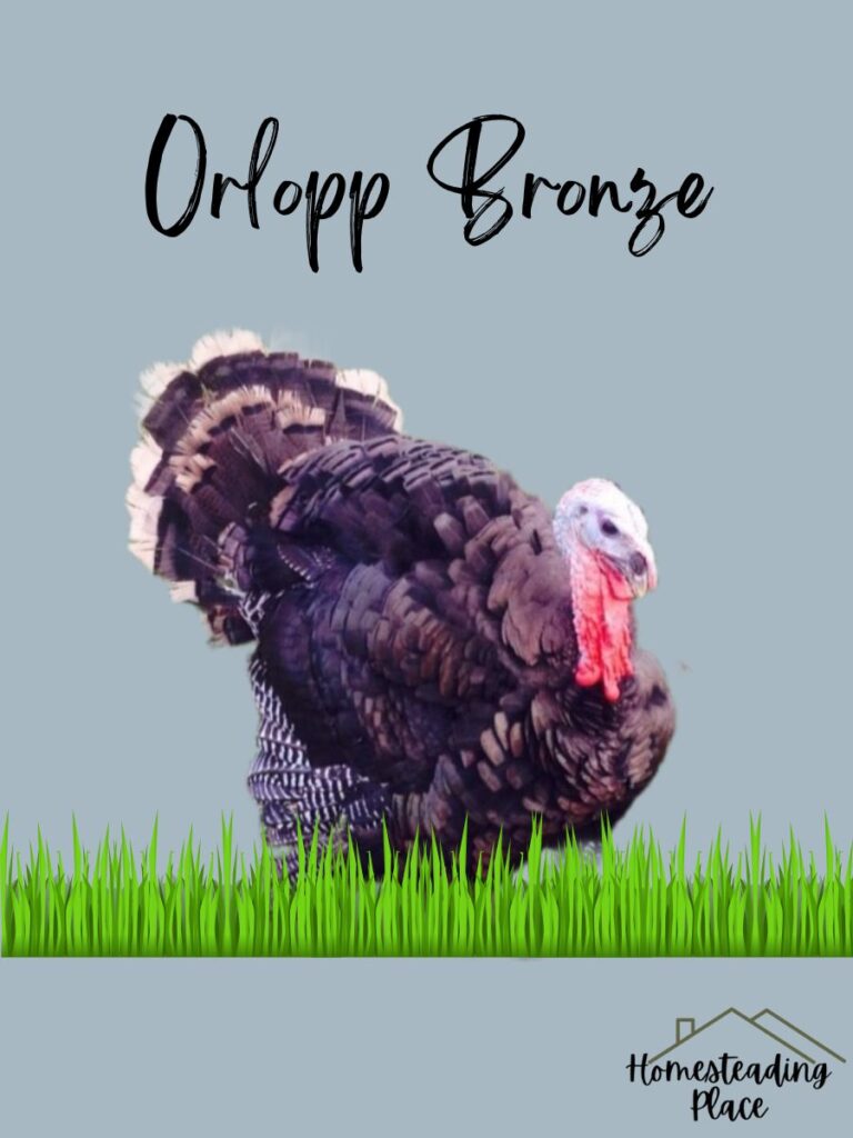 15 Best Turkey Breeds for Meat That You Need To Know