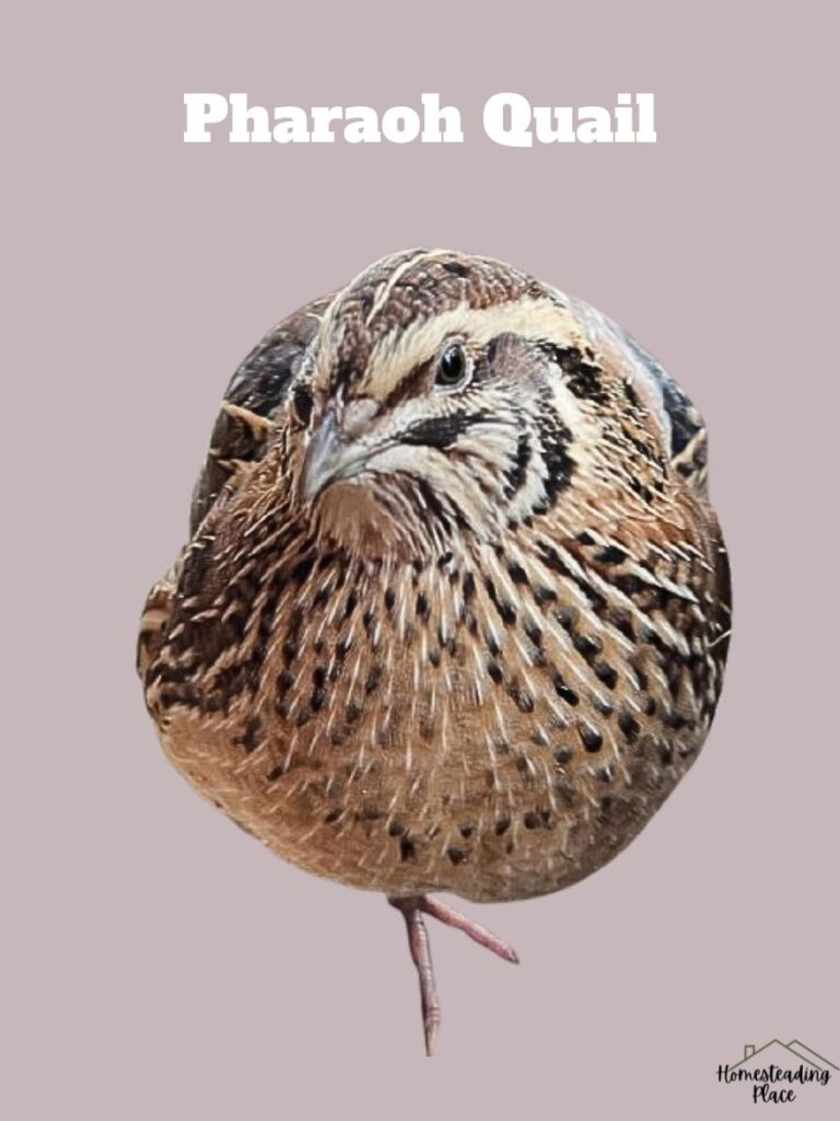 17 Best Quails for Meat and Eggs to Raise (with Pictures)