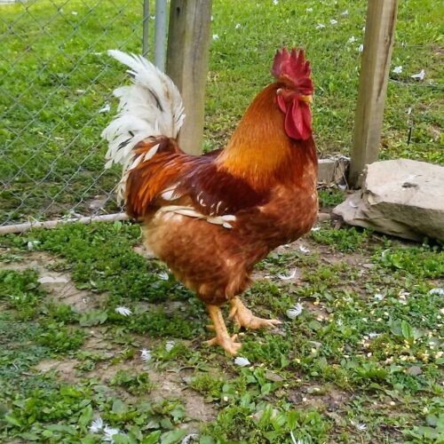 20 Best Broiler Chicken Breeds to Raise for Meat (With Pictures)