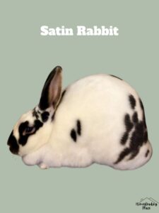 20 Best Rabbits for Meat Production (With Pictures)