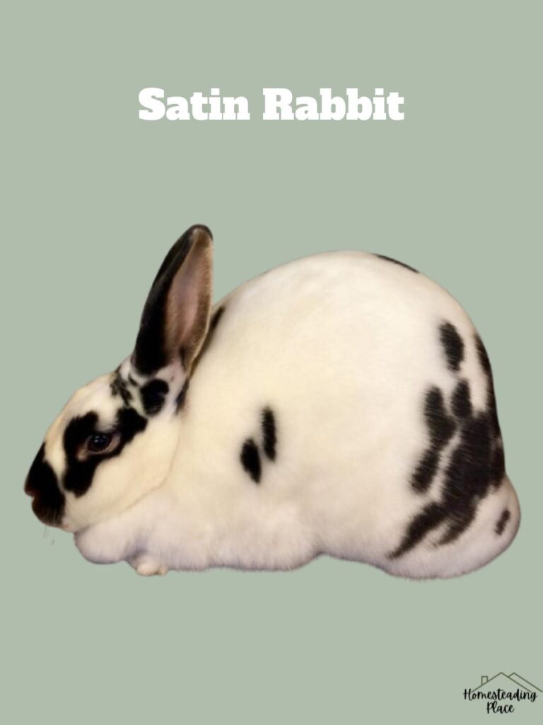 20 Best Rabbits for Meat Production (With Pictures)