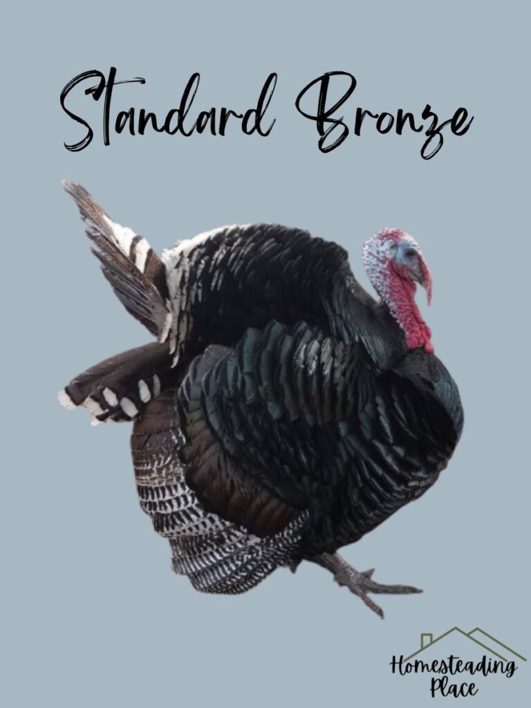 15 Best Turkey Breeds for Meat That You Need To Know