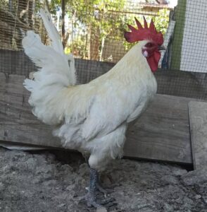 20 Best Broiler Chicken Breeds to Raise for Meat (With Pictures)