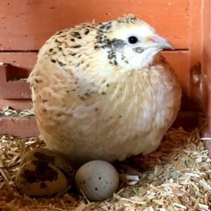 How Long Do Quail Lay Eggs? [Problems and Fixes]