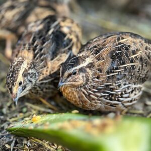 Quail vs Chicken: Which Poultry is Best for Your Needs?