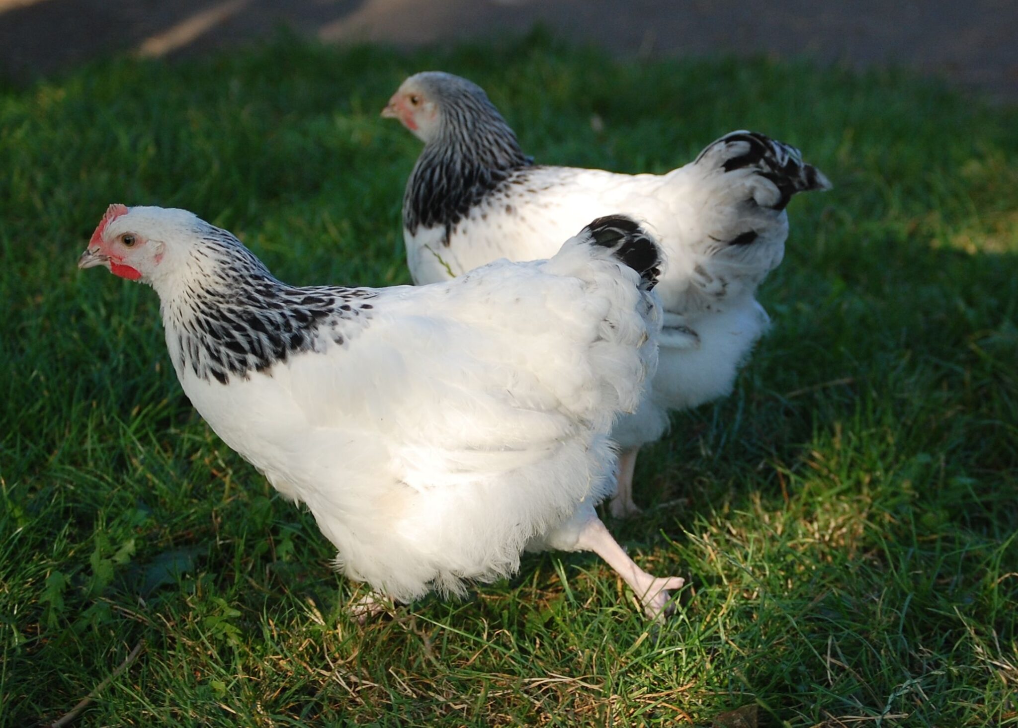20 Best Broiler Chicken Breeds to Raise for Meat (With Pictures)