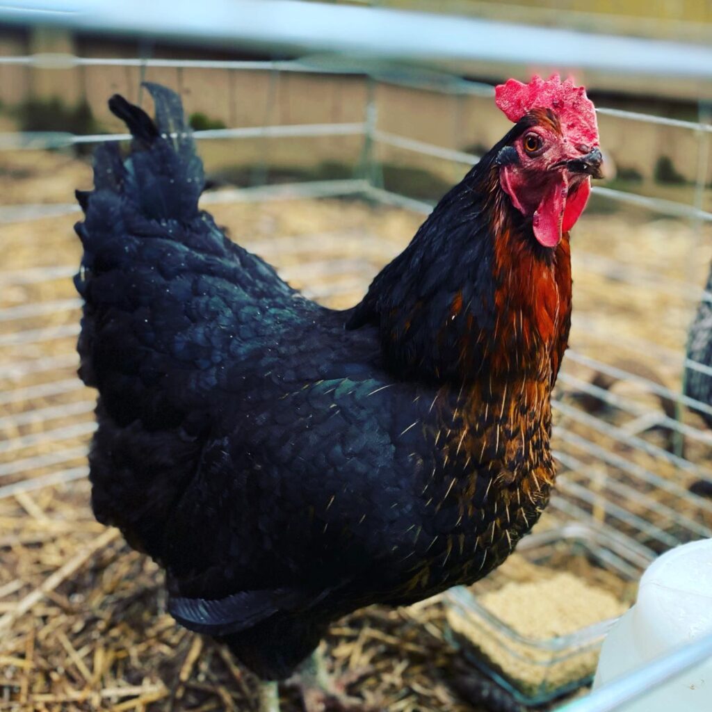 20 Best Hybrid Chicken Breeds for Higher Yield (With Pictures)