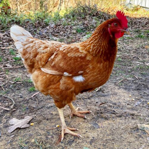 20 Best Hybrid Chicken Breeds for Higher Yield (With Pictures)