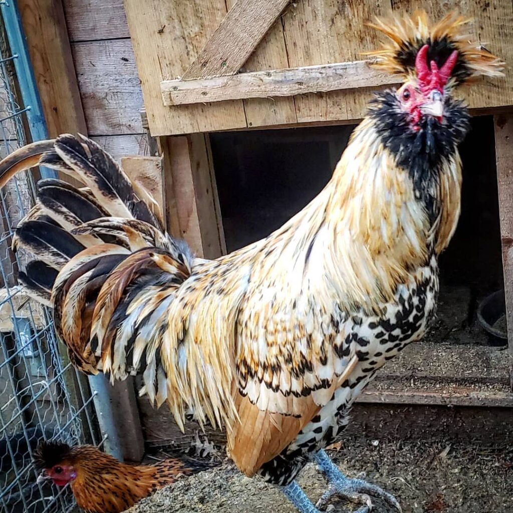 20 Most Beautiful Ornamental Chickens for Backyard Farming