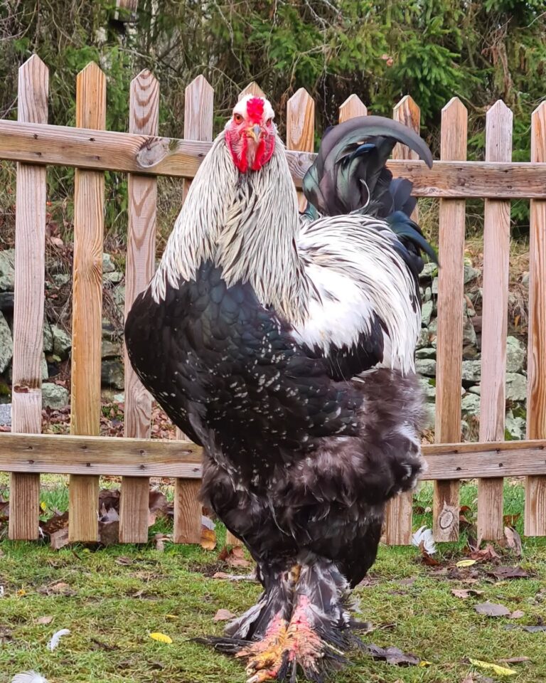 20 Best Rooster Breeds for Backyard with Different Purposes