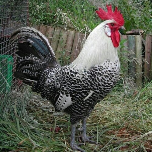 20 Best Rooster Breeds for Backyard with Different Purposes