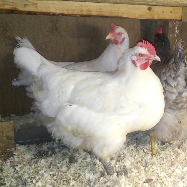 How to Stop Chickens Pecking Each Other: 10 Causes & Solutions