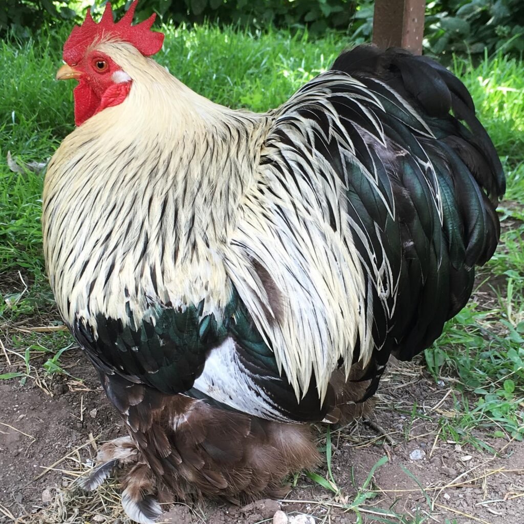 20 Most Beautiful Ornamental Chickens for Backyard Farming