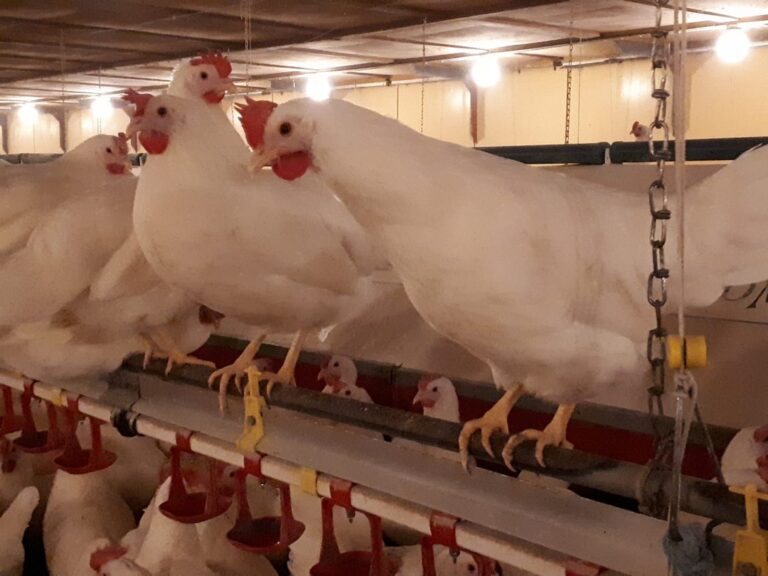 20 Best Hybrid Chicken Breeds for Higher Yield (With Pictures)